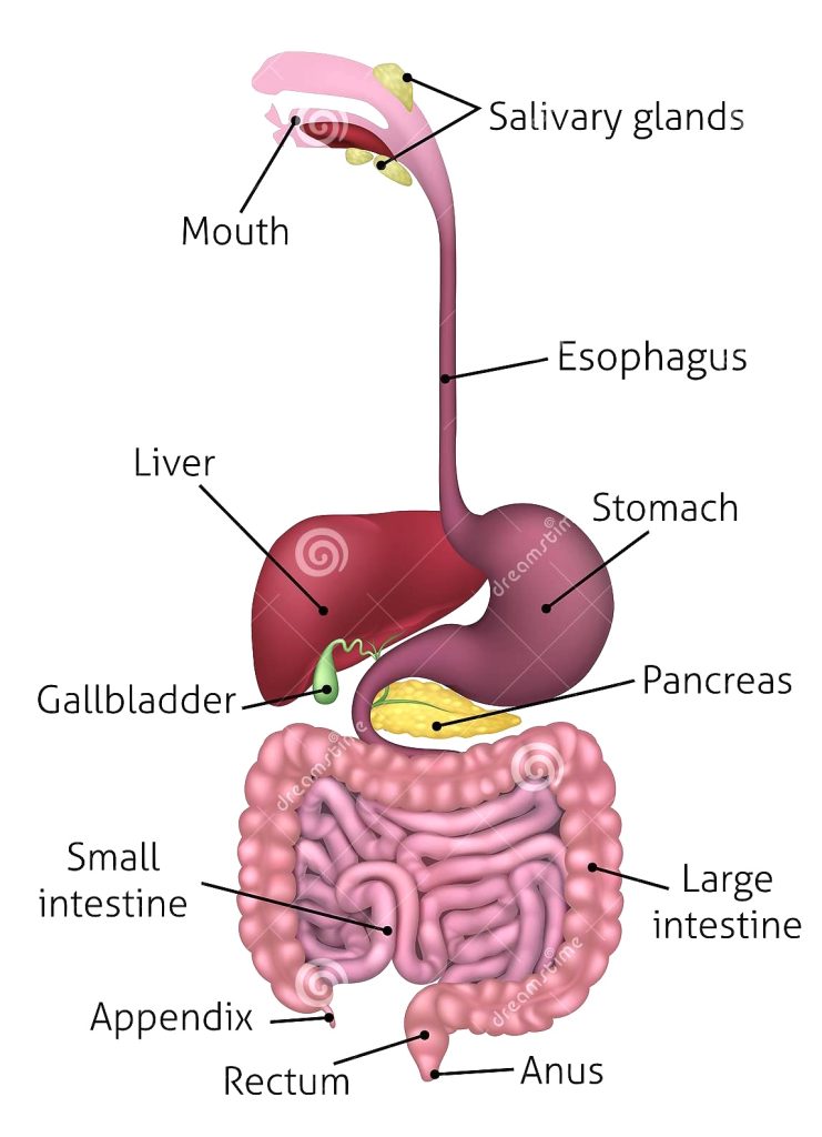 Gastrointestinal Tract