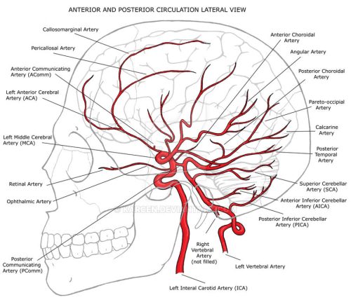 Cerebral circulation