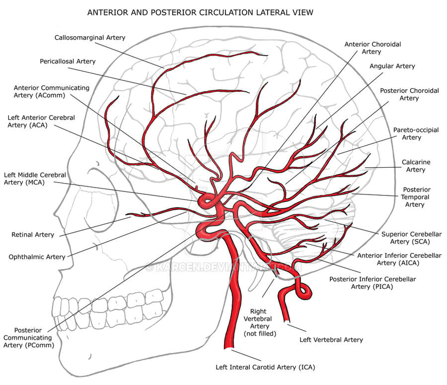 Cerebral circulation