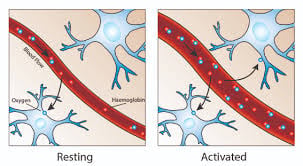Blood-oxygenation-level–dependent imaging (BOLD)