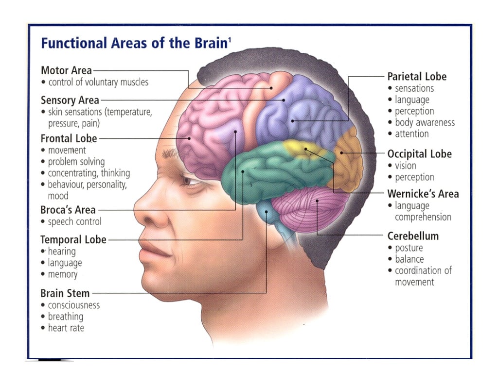 Brain Anatomy And Function